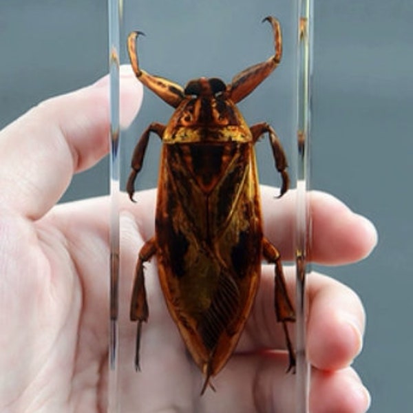 Transparent Giant Butterfly - Etsy