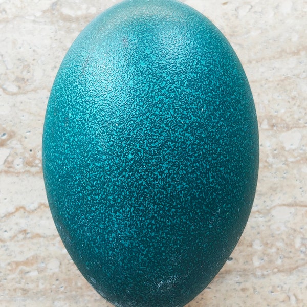 Emu Egg Art - Etsy