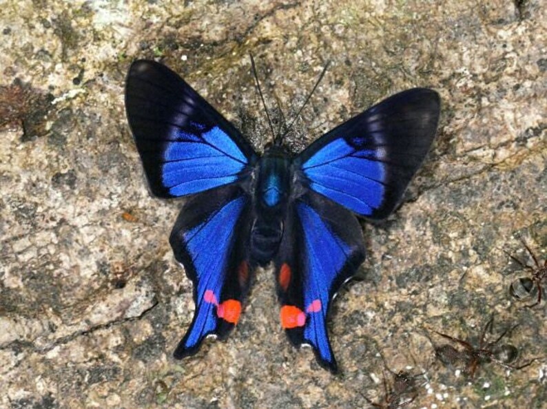 1pcs, Rhetus Periander, A1/A1, Unspreaddry Insects Taxidermy, Real ...