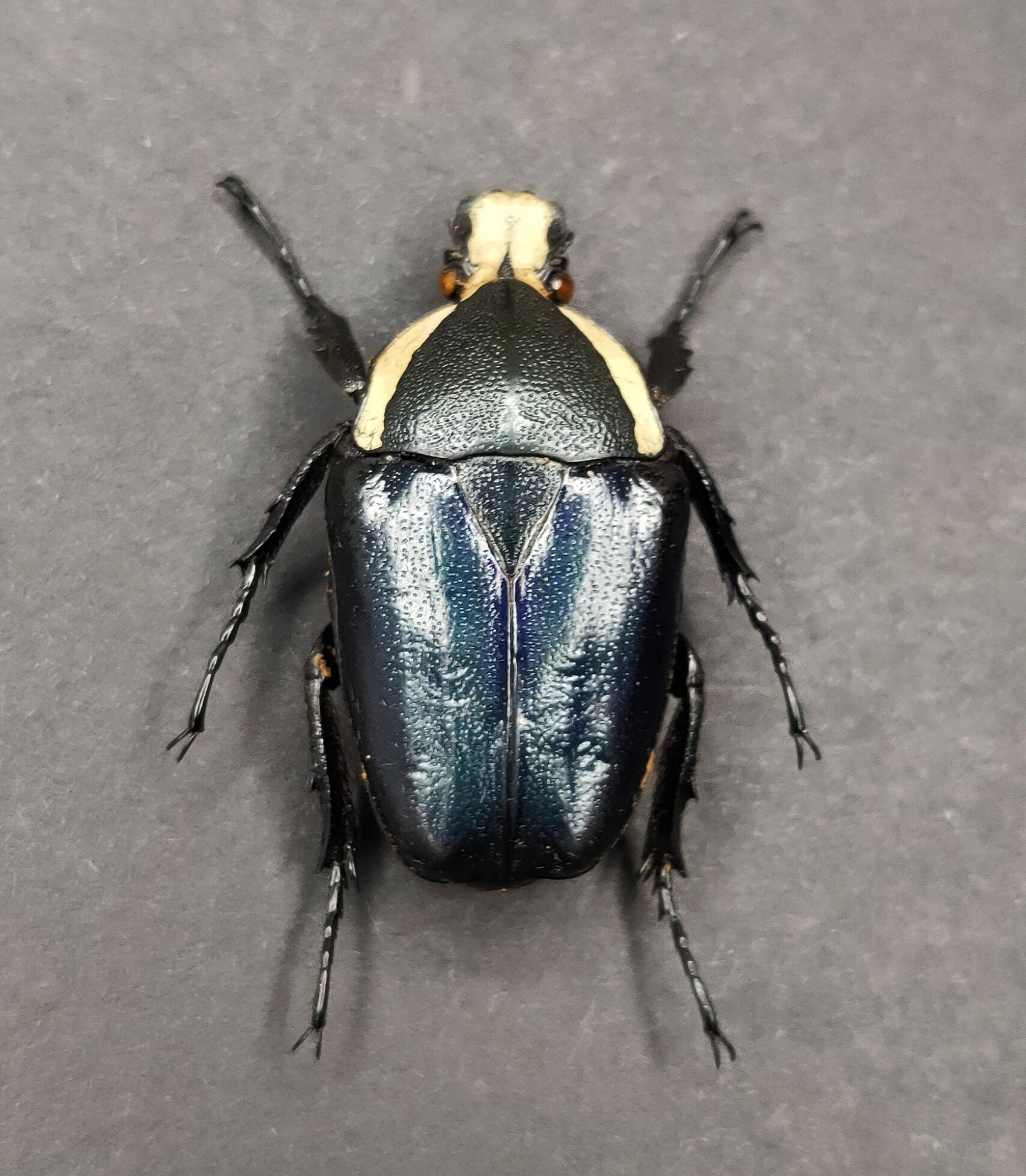 Taxidermy & Curiosities Animal Mounts Mounted dry Insects taxidermy ...