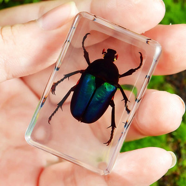 Insect Collection - Etsy