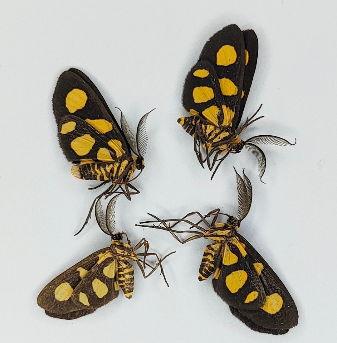 1pcs, Yellow Spots Moth, Geometridae, A1/A, Unspread, Luzondry Insects ...