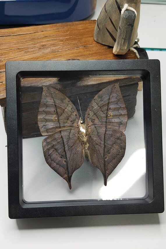 Taxidermy & Curiosities natural. taxidermy Handmade round wooden frame ...