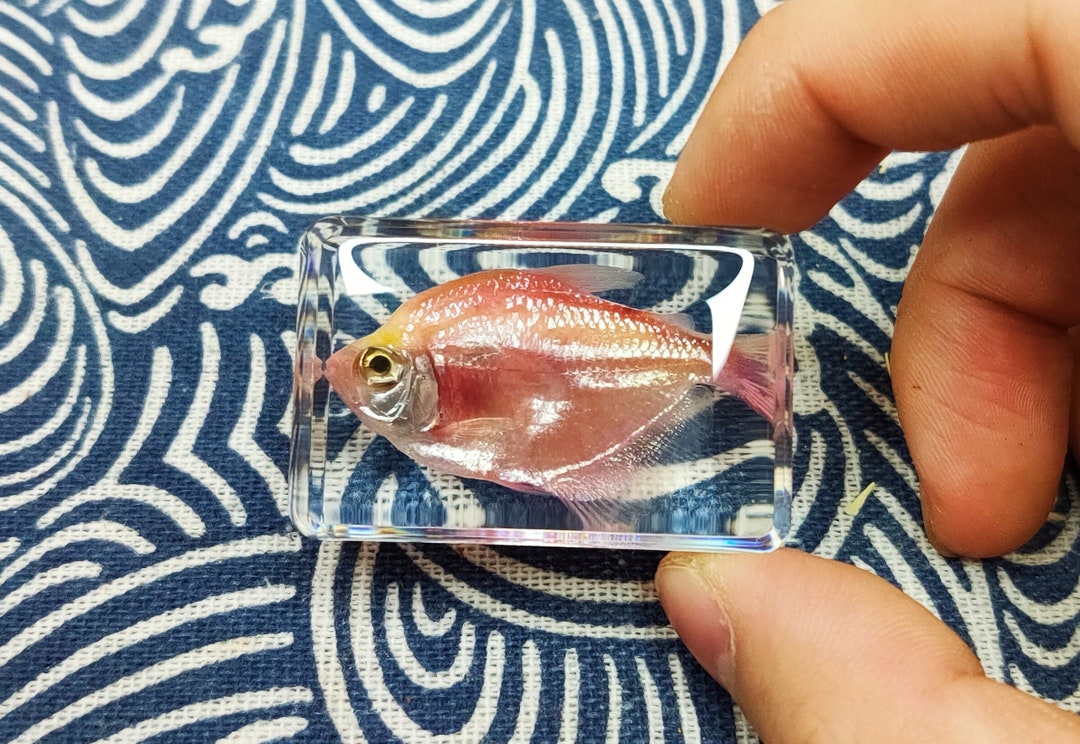 Real Fish, Transparent Resin Fish, 442918mm, Dry Insects Taxidermy ...