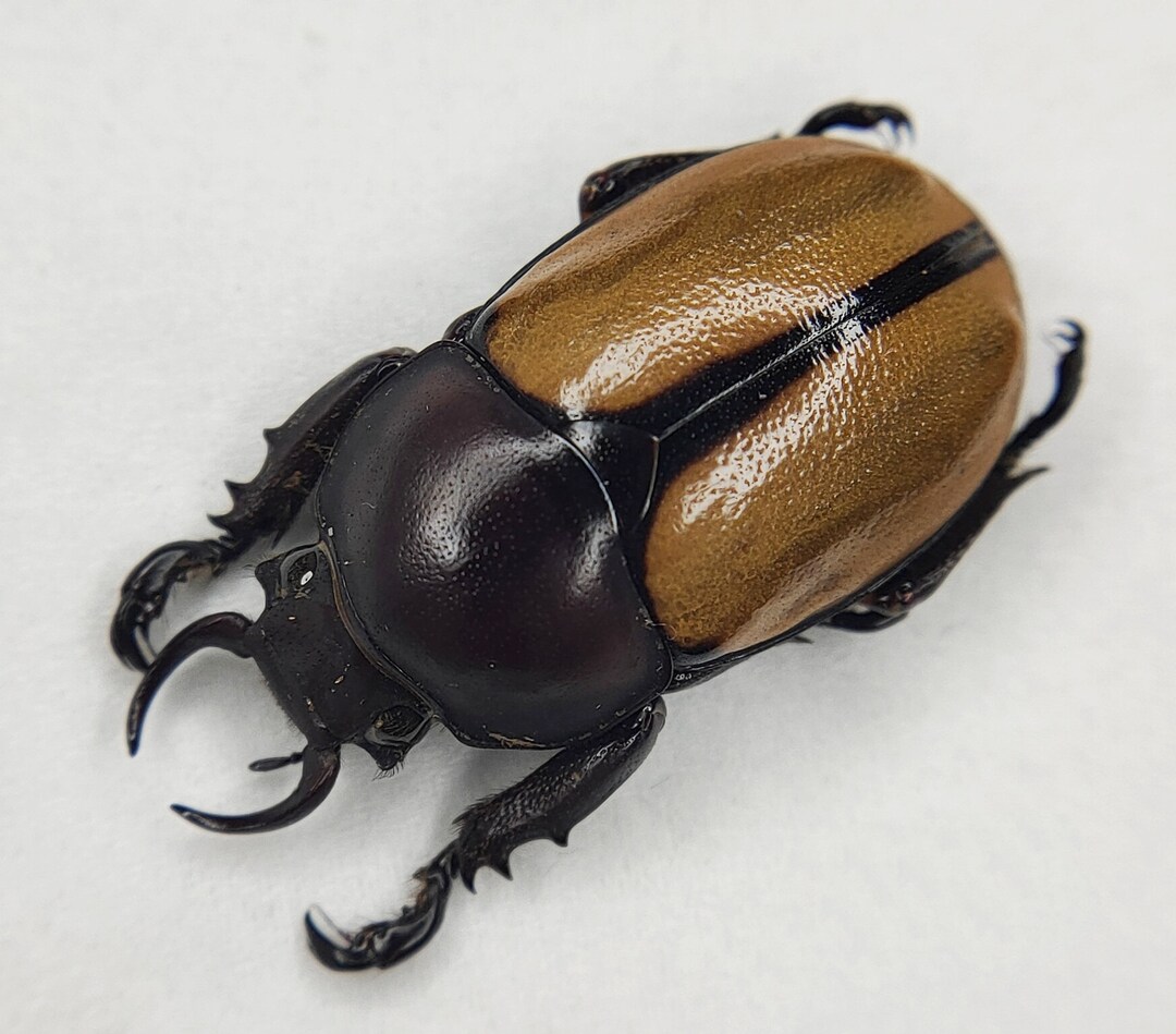 Fruhstorferia Sp., M, A1/A1, 1pcsrutelinae, Dry Insects Taxidermy, Real ...