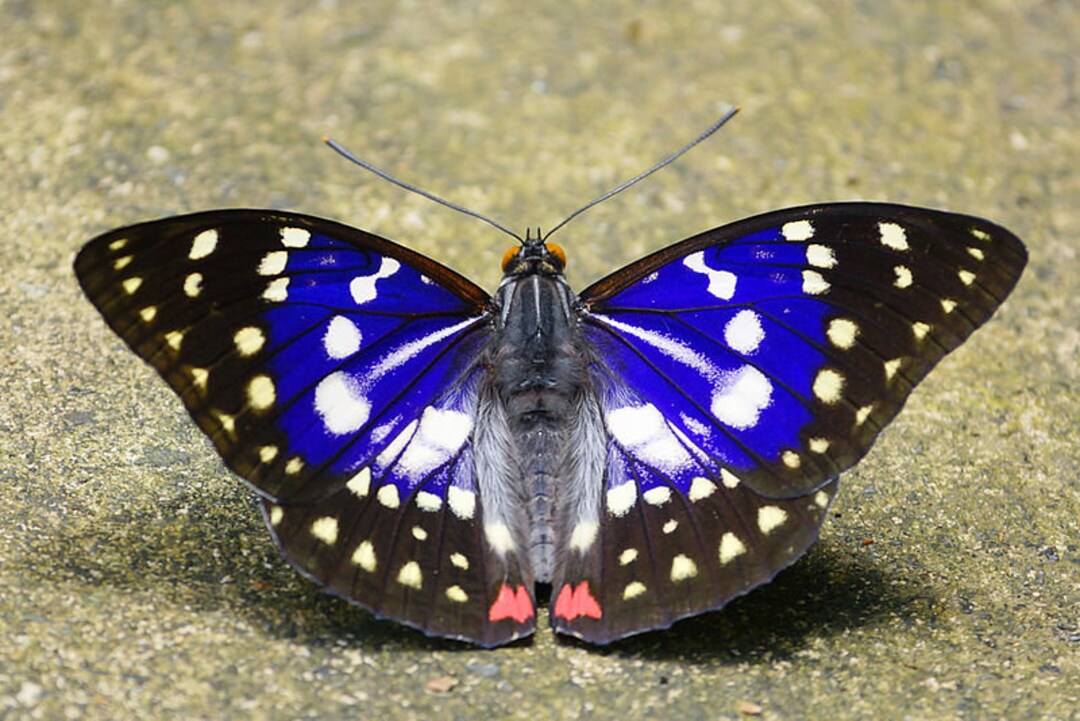 1pcs, Sasakia Charonda, Unspread, Dry Insects Taxidermy, Real Moths ...