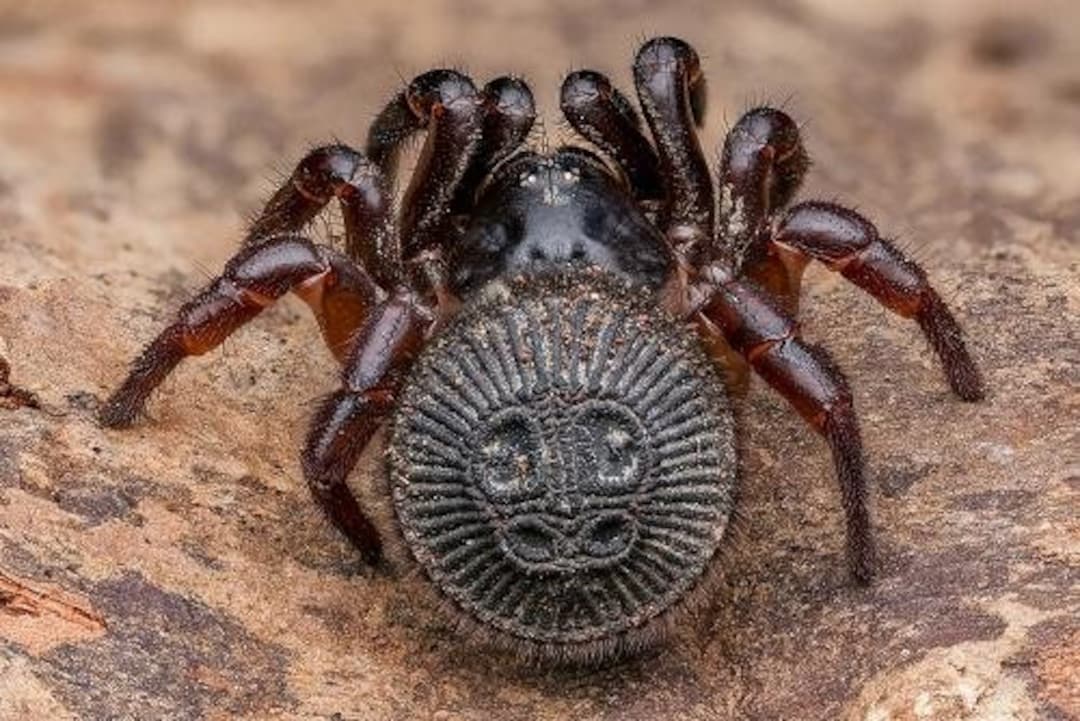 Ctenizidae, Trapdoor Spider, 1pcs, A1, Unspread,, Real Dry Spider ...