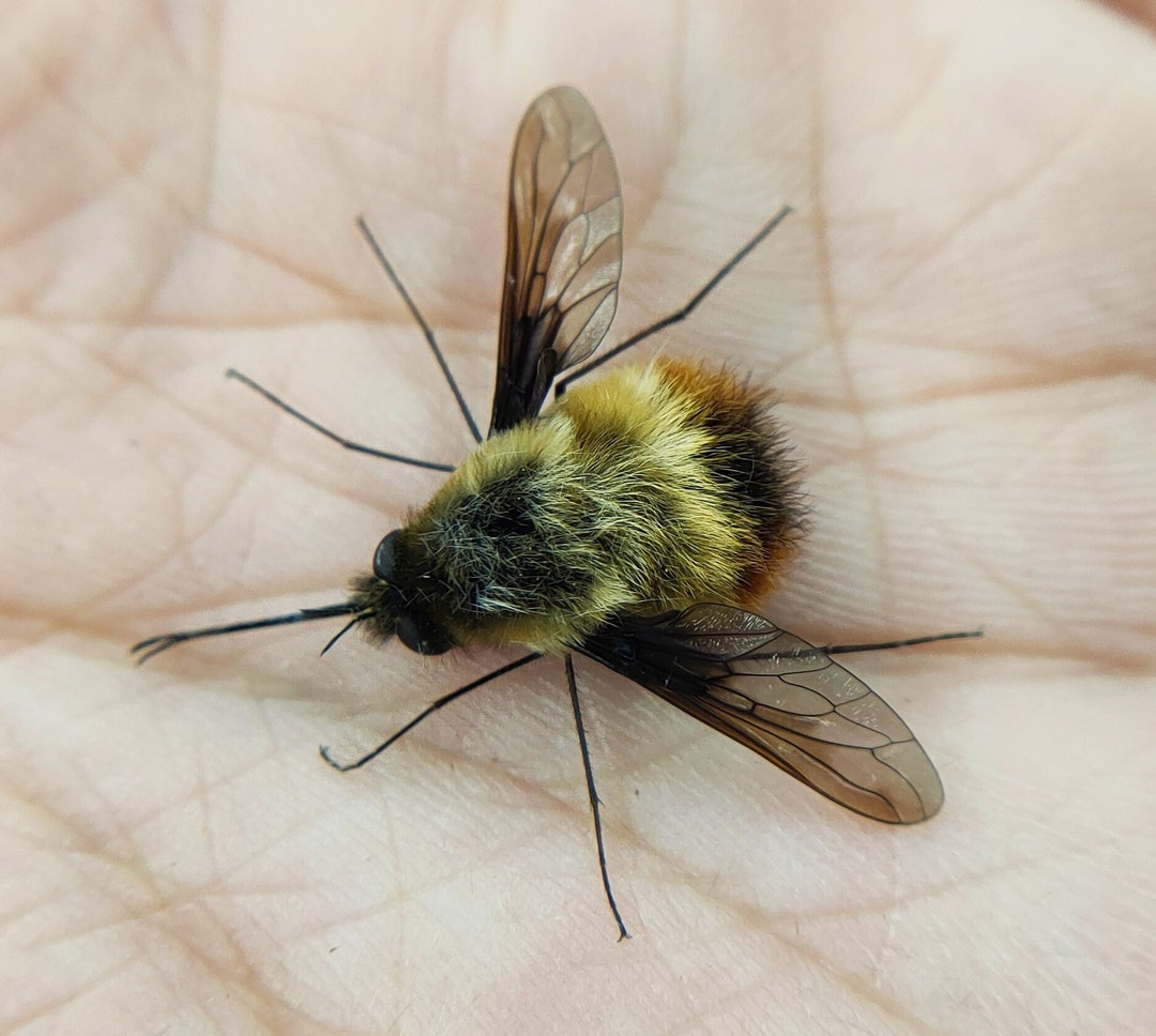 A1, Bombylius Sp., Chinese Fluffy Fly, 1pcs, several Kinds, Random ...