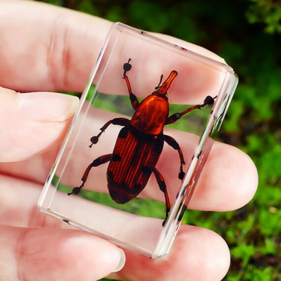 Snout Beetles Transparent Resin Insect 4429mm Dry Insects | Etsy