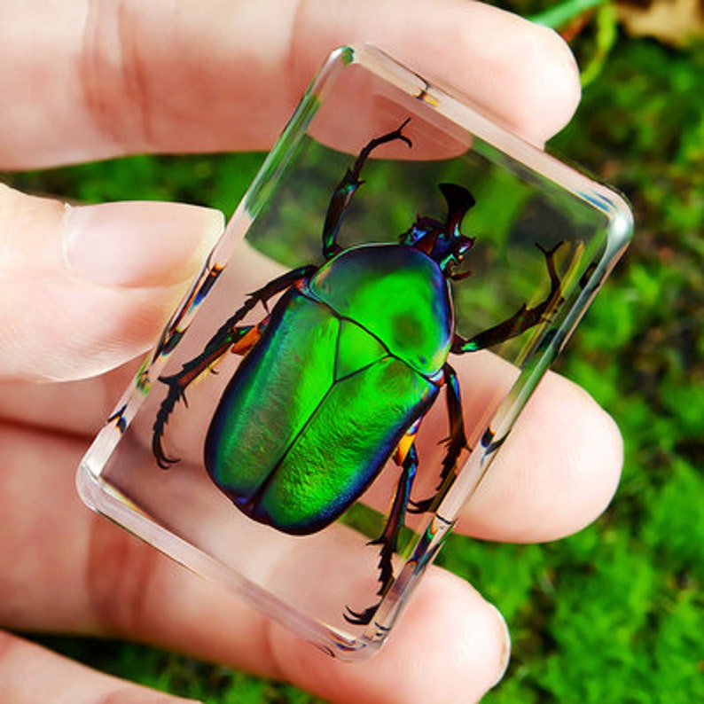 Kids Gifts Dry Insects taxidermy Real insects Cetoniinae Special ...