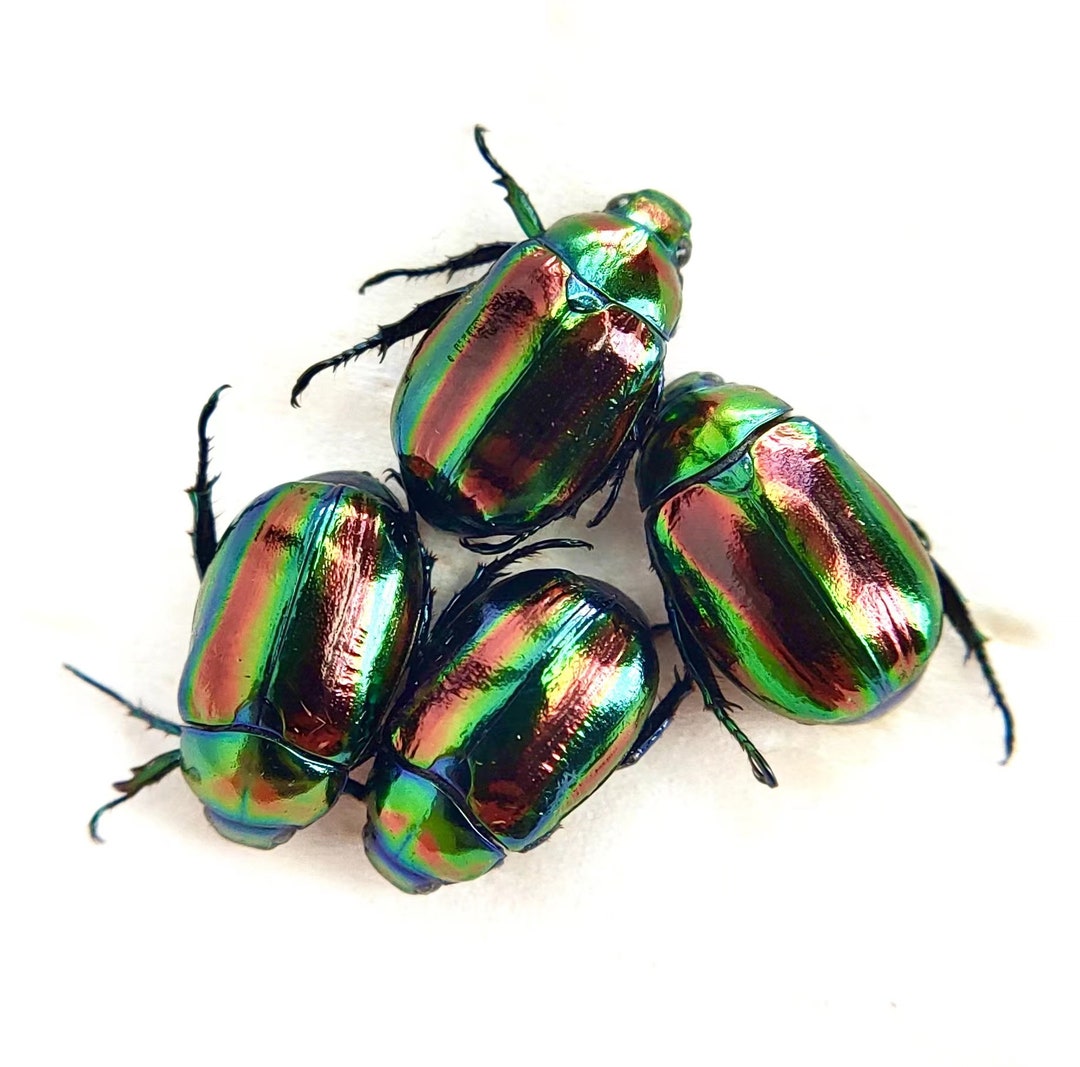 5pcs, Jewelry Beetles, Mimela Ohausiunspread, Dry Insects Taxidermy ...