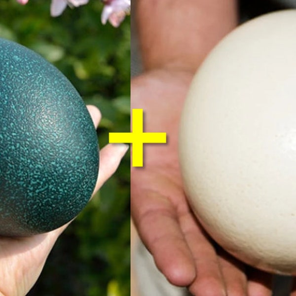 Emu Egg - Etsy