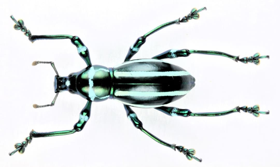 Pachyrhynchus Inclytus, Random 1pcs, A1/A1, Pachyrhynchini, Weevils ...