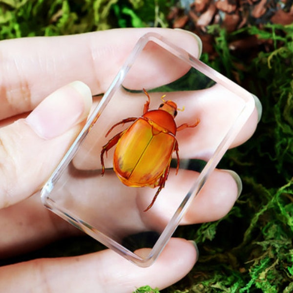 Insect Collection - Etsy