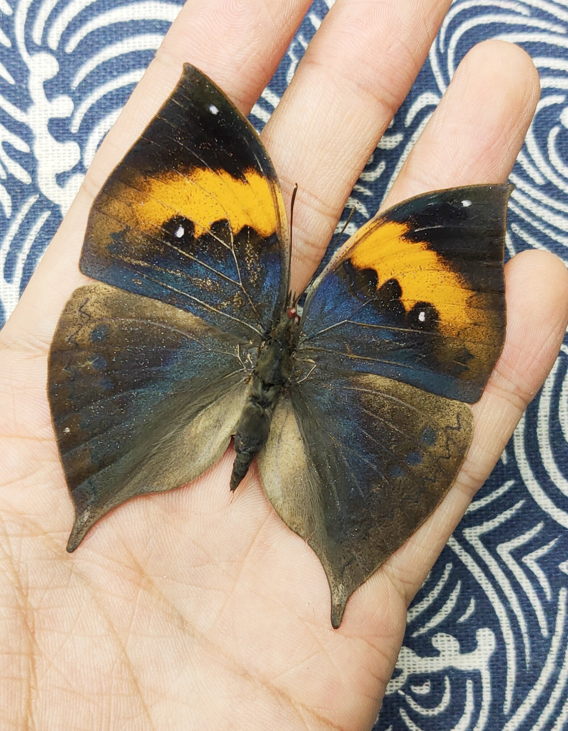 Taxidermy & Curiosities natural. taxidermy Handmade round wooden frame ...