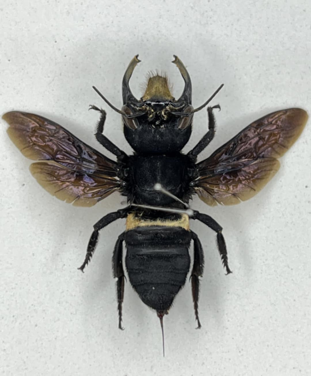 Megachile Pluto, RARE, Ws-54mm, A, With Datadry Insects Taxidermy, Real ...