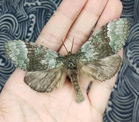 Taxidermy & Curiosities Home & Living Dry Insects taxidermy Actias ...