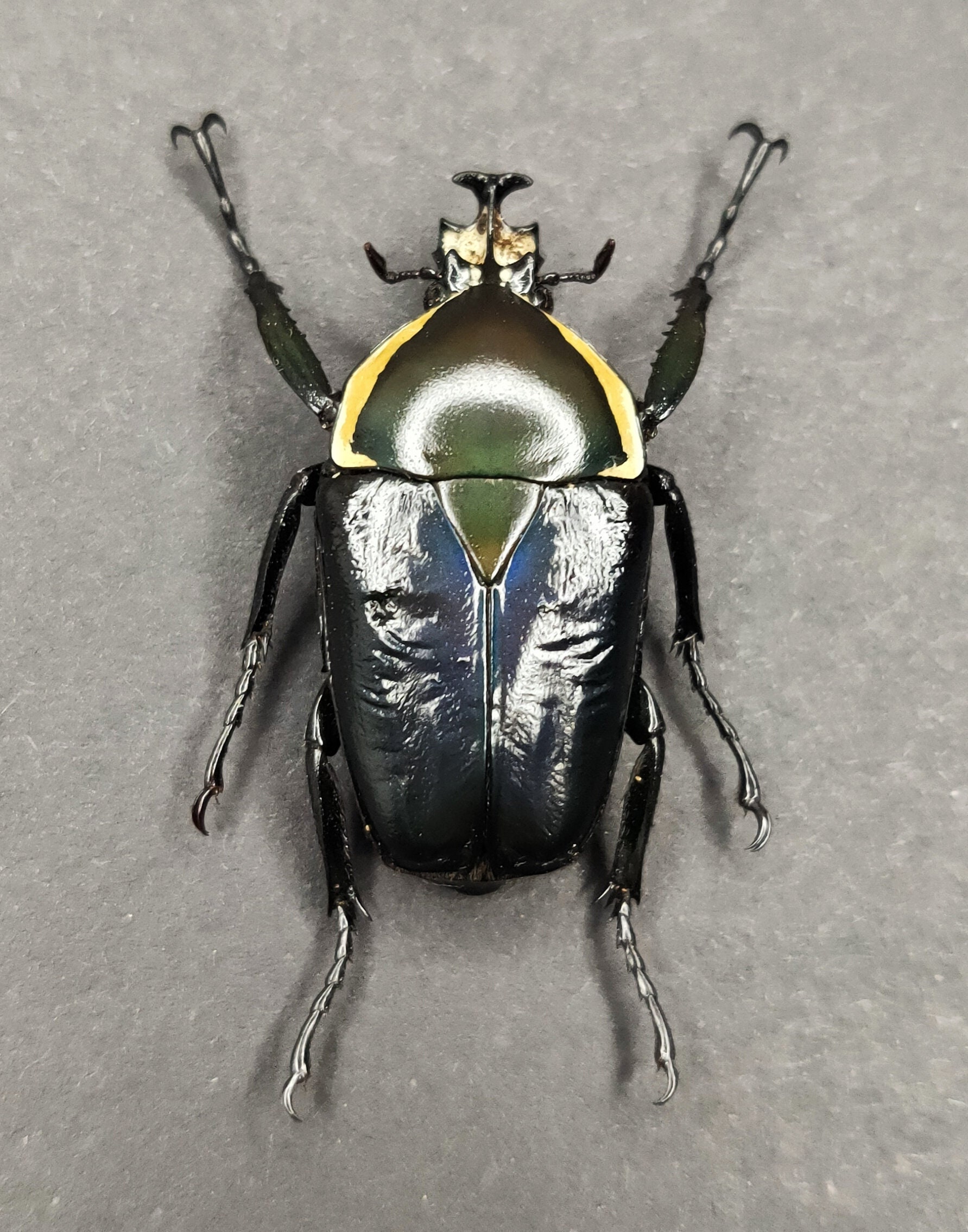 Taxidermy & Curiosities Animal Mounts Mounted dry Insects taxidermy ...