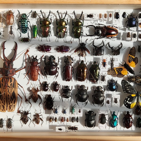 Taxidermy Insects Beetles - Etsy