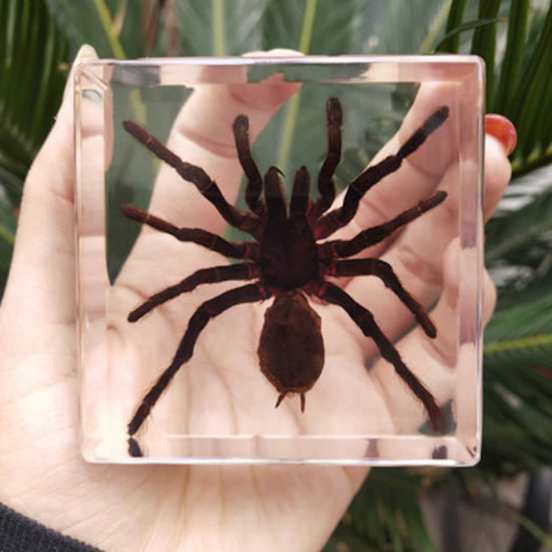 Real Tarantula, Transparent Resin Insect, Dry Insects Taxidermy, Real ...