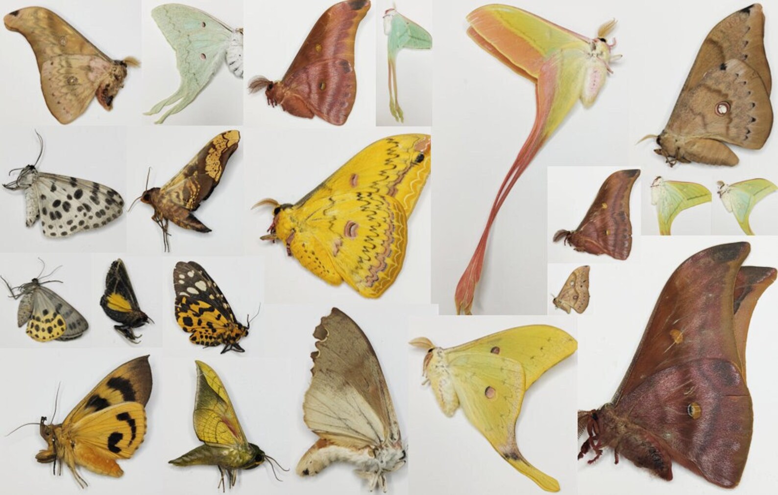 10pcs Random Chinese Moths unspread Big Size dry Insects - Etsy