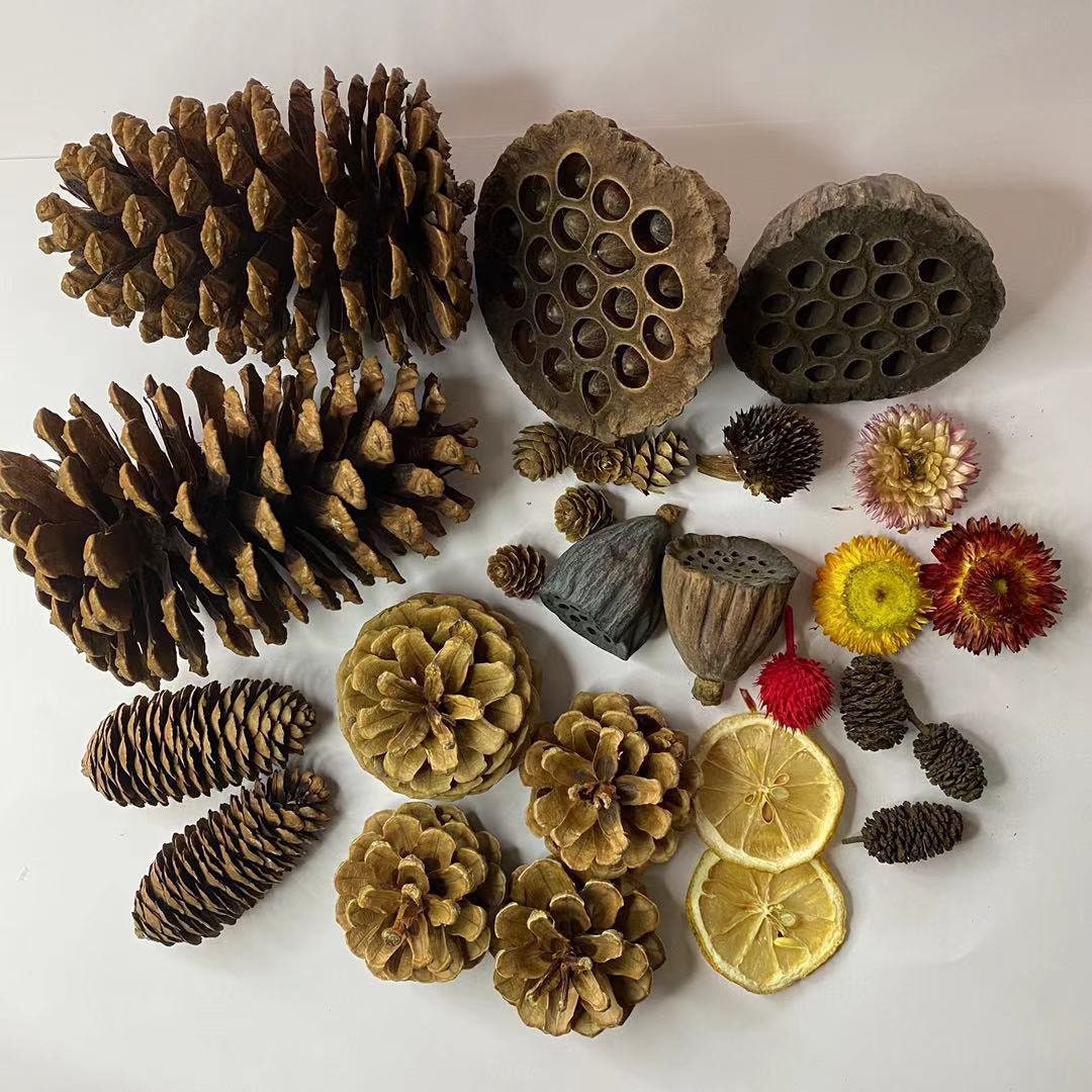 Pine Cone Seeds