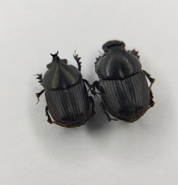 Geotrupidae Real insect Dung beetle A1 Purple Entomology 10 pcs ...