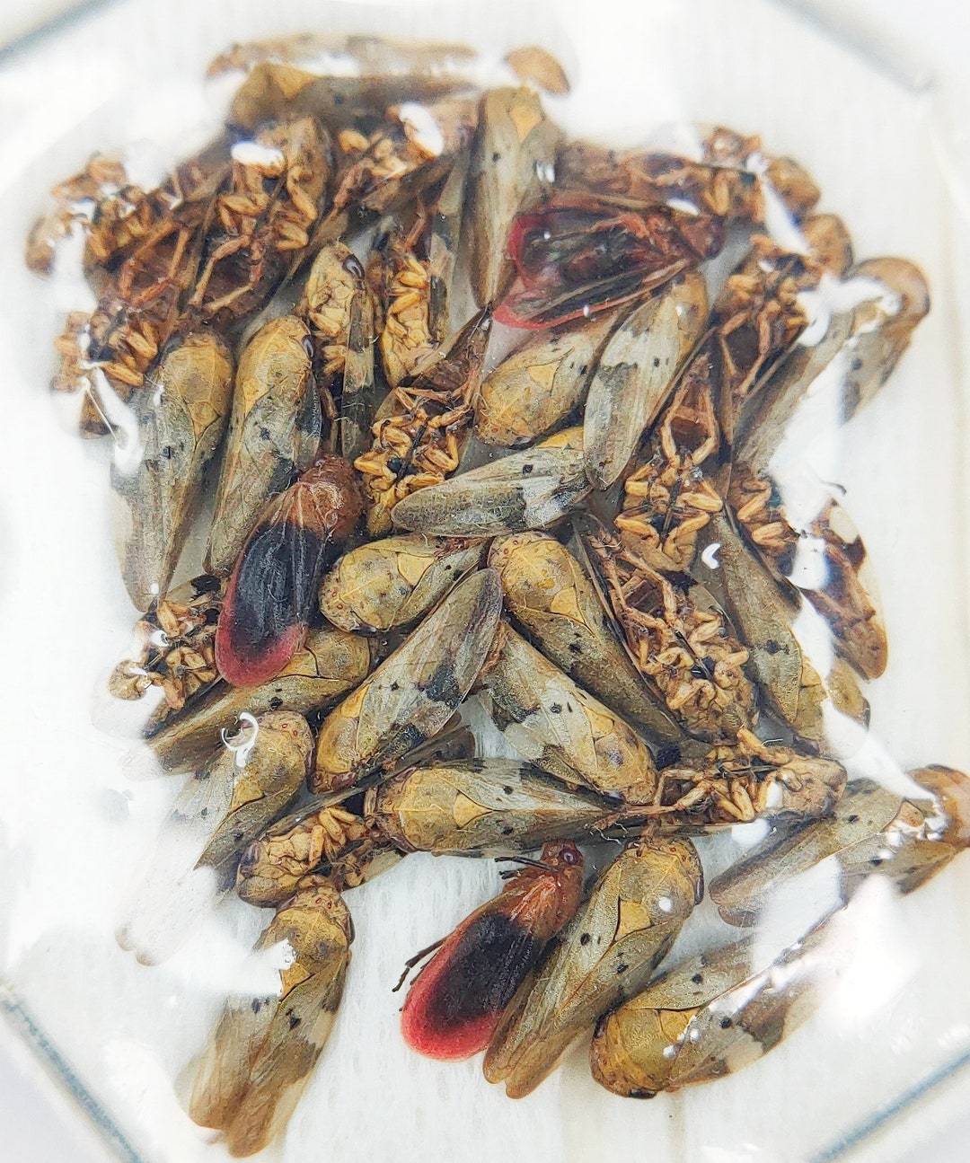 Scientific Lot, Cicadellidae, Uncheck, Small, Fujiandry Insects ...