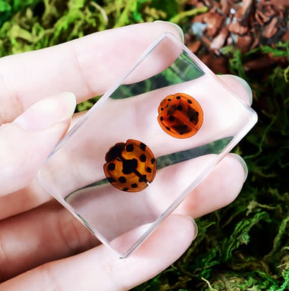 Real Ladybug Pictures