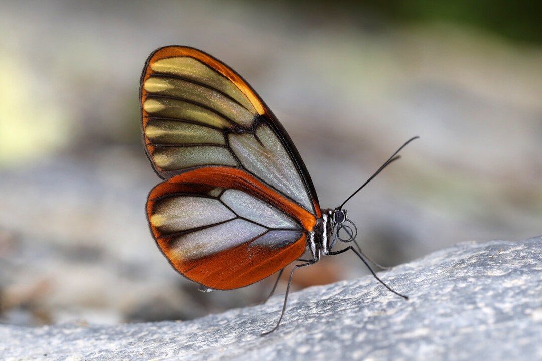 1pcs, Godyris Duillia, A1/A1, Unspread, Glass Wingdry Insects Taxidermy ...