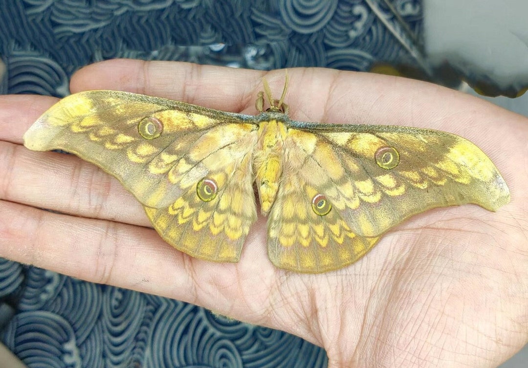A1, Antheraea Frithi Ssp., 1pcs, Unspread Dry Insects Taxidermy, Real ...