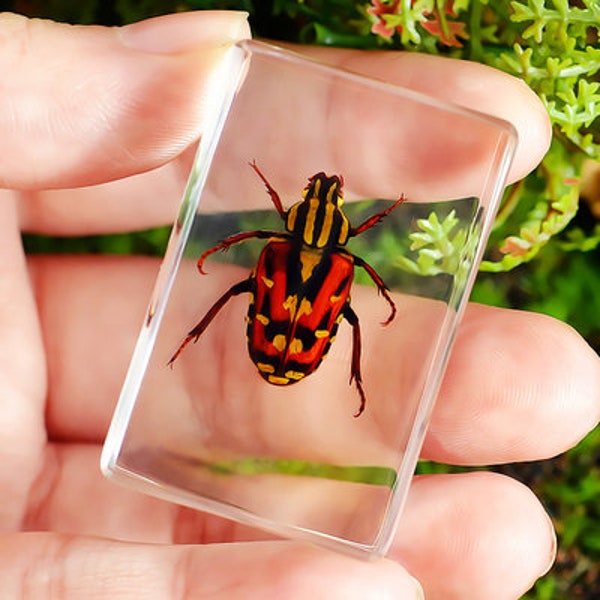 Insect Collection - Etsy