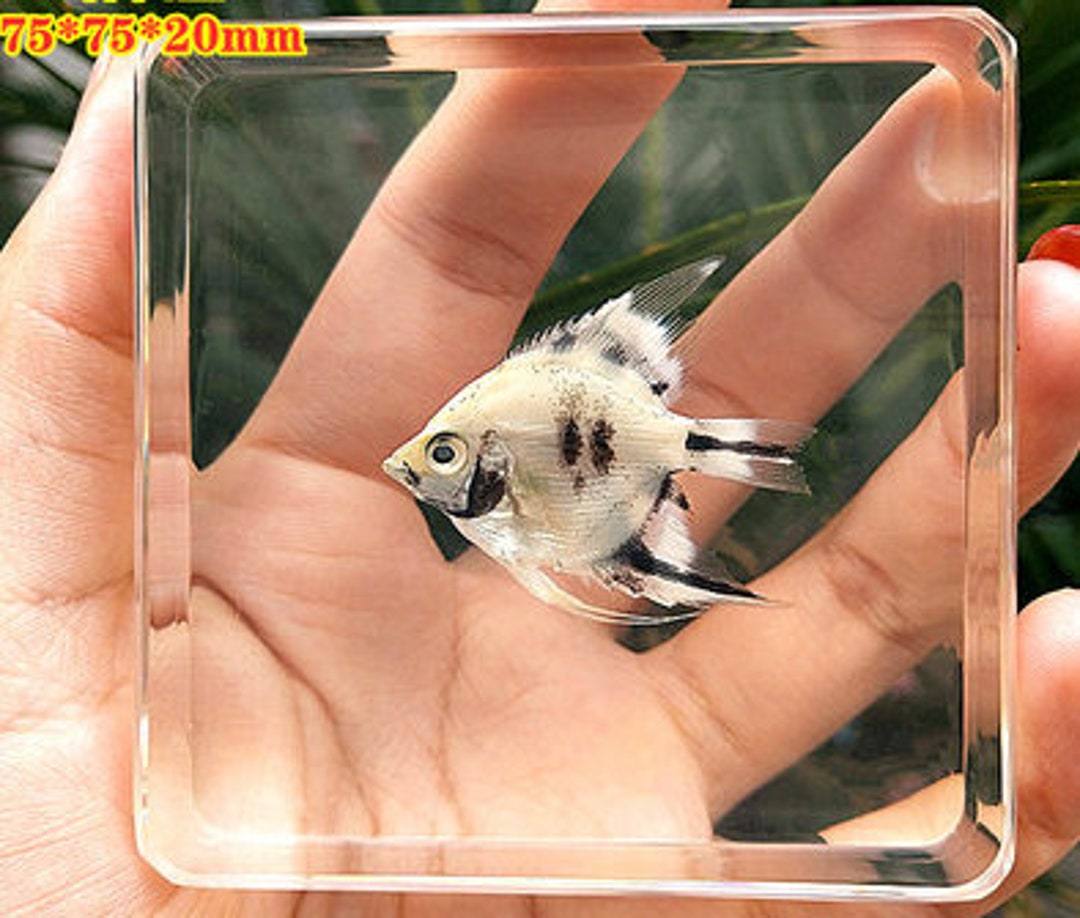 Real Fish Transparent Resin Fish 757520mm Dry Insects - Etsy