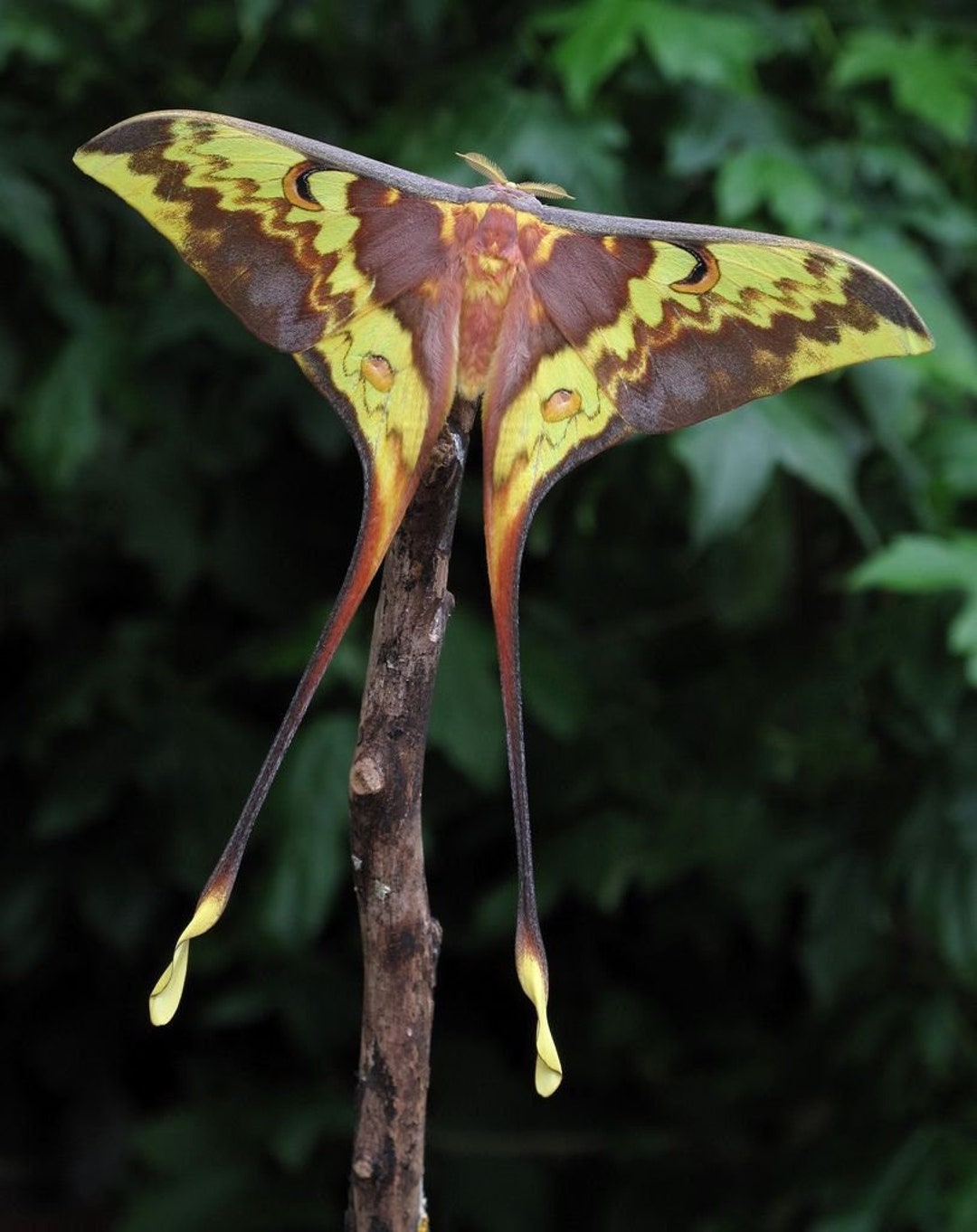 Discount, A/A2, Actias Maenas, MALE, UNSPREAD, 1pcs, Dry Insects ...