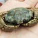 1pcs, Parthenope Validus, Unspread,, Real Crab, Nature History ...
