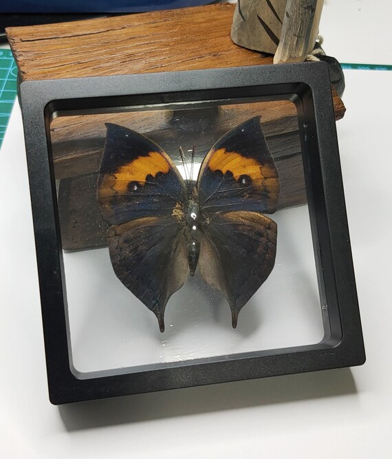 Taxidermy & Curiosities natural. taxidermy Handmade round wooden frame ...