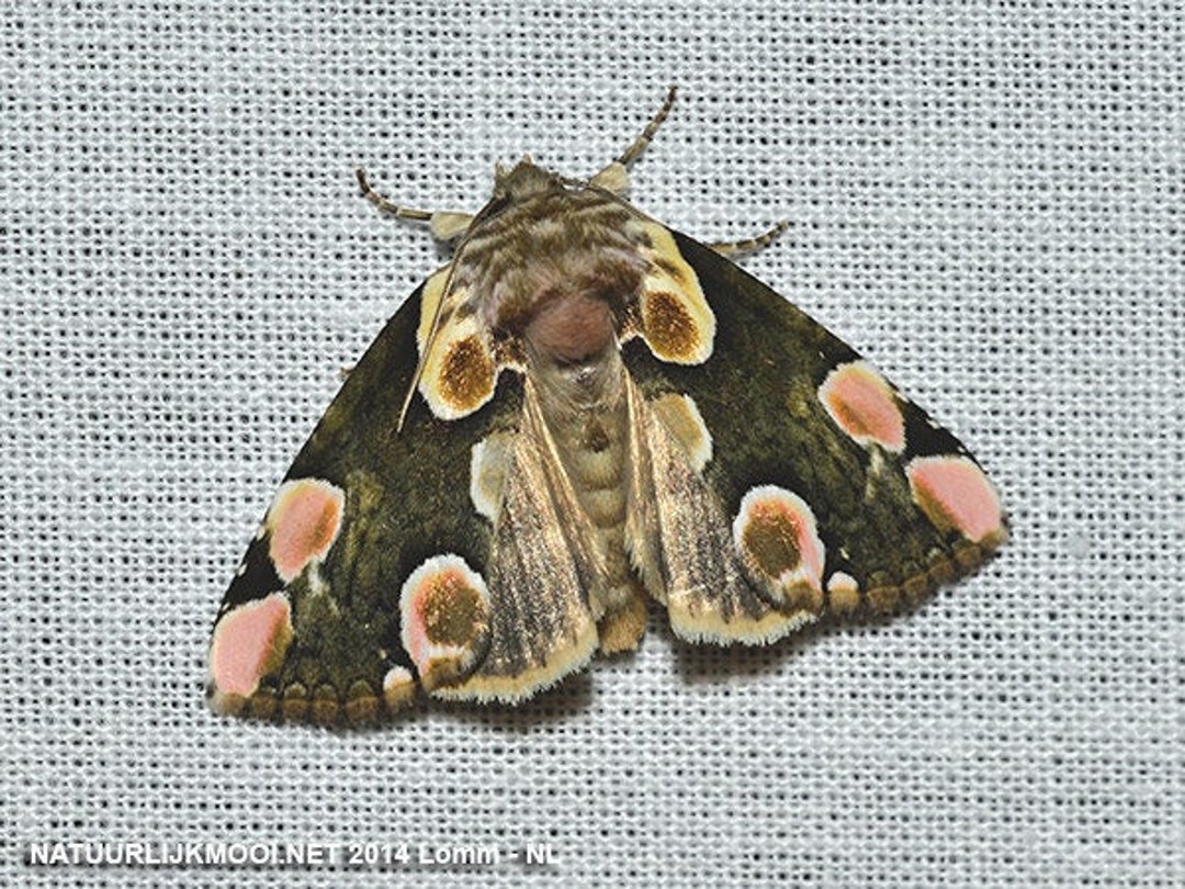 Discount, A/A2, Thyatira Batis, Unspread, Dry Insects Taxidermy, Real ...