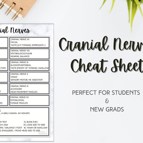 Cranial Nerves Explained Study Guide for Healthcare | Etsy