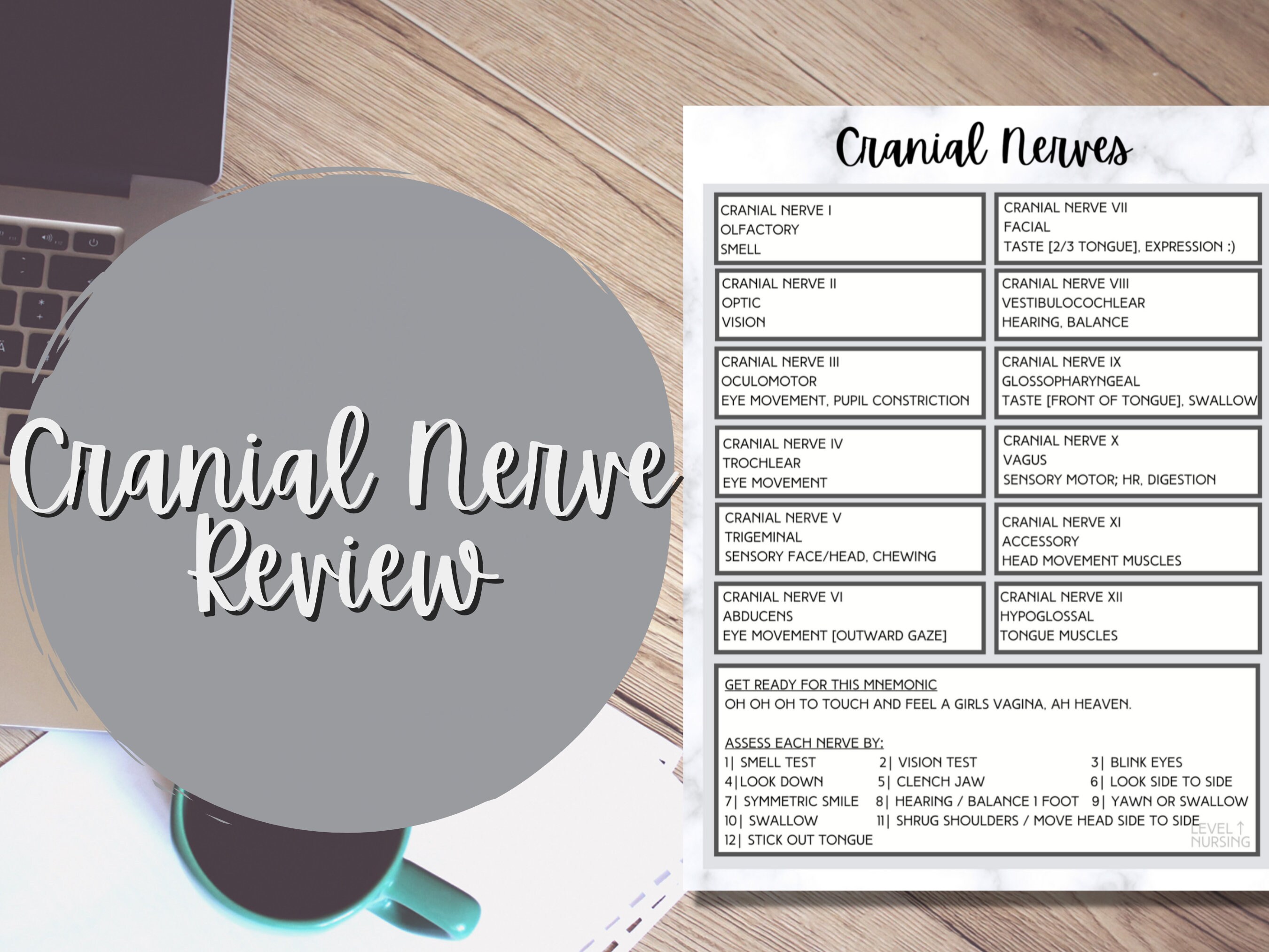 Cranial Nerves Explained Study Guide for Healthcare | Etsy