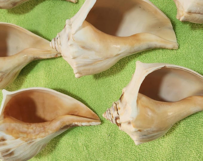 Large 6 1/2 Inch WELK Conch SHELLS Natural and Very Clean! - Etsy