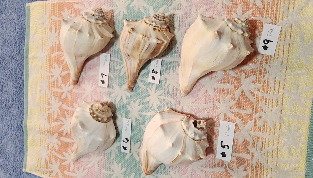 Large WELK CONCH SHELLS 7 Inch - Etsy
