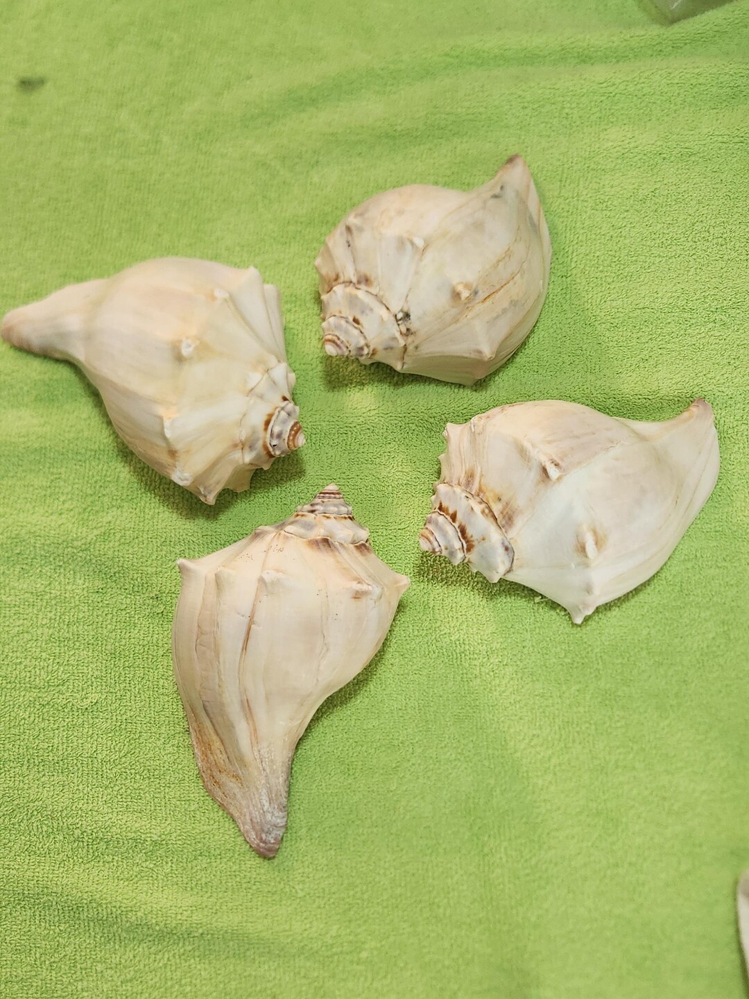 Large 7 Inch WELK Conch SHELLS Natural and VERY Clean - Etsy