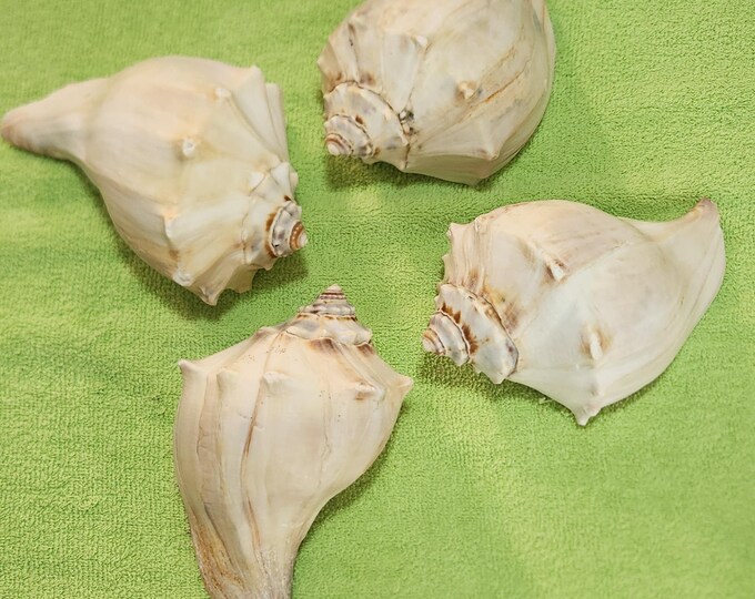 Large 7 Inch WELK Conch SHELLS Natural and VERY Clean! - Etsy