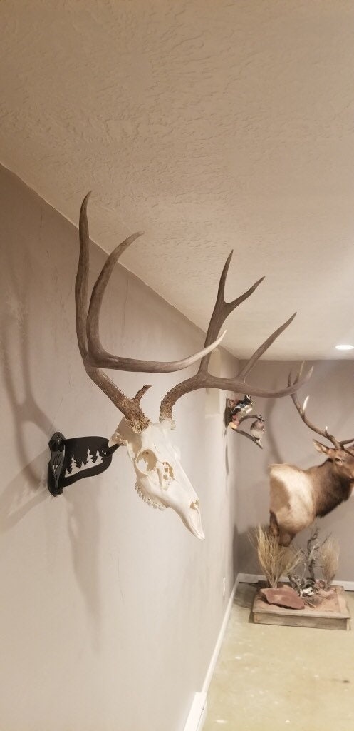 European Deer Head Skull Mount Adjustable Rotating Swivel - Etsy