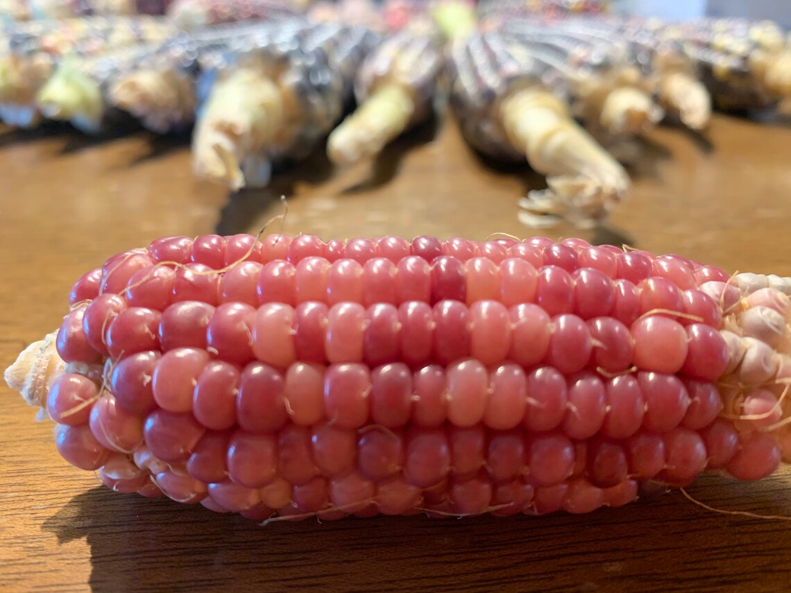 Premium Calico Corn Mothers Day gift idea extra shiny Indian | Etsy