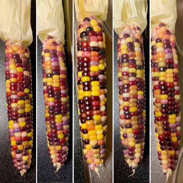 Glass Gem Corn - Etsy Canada