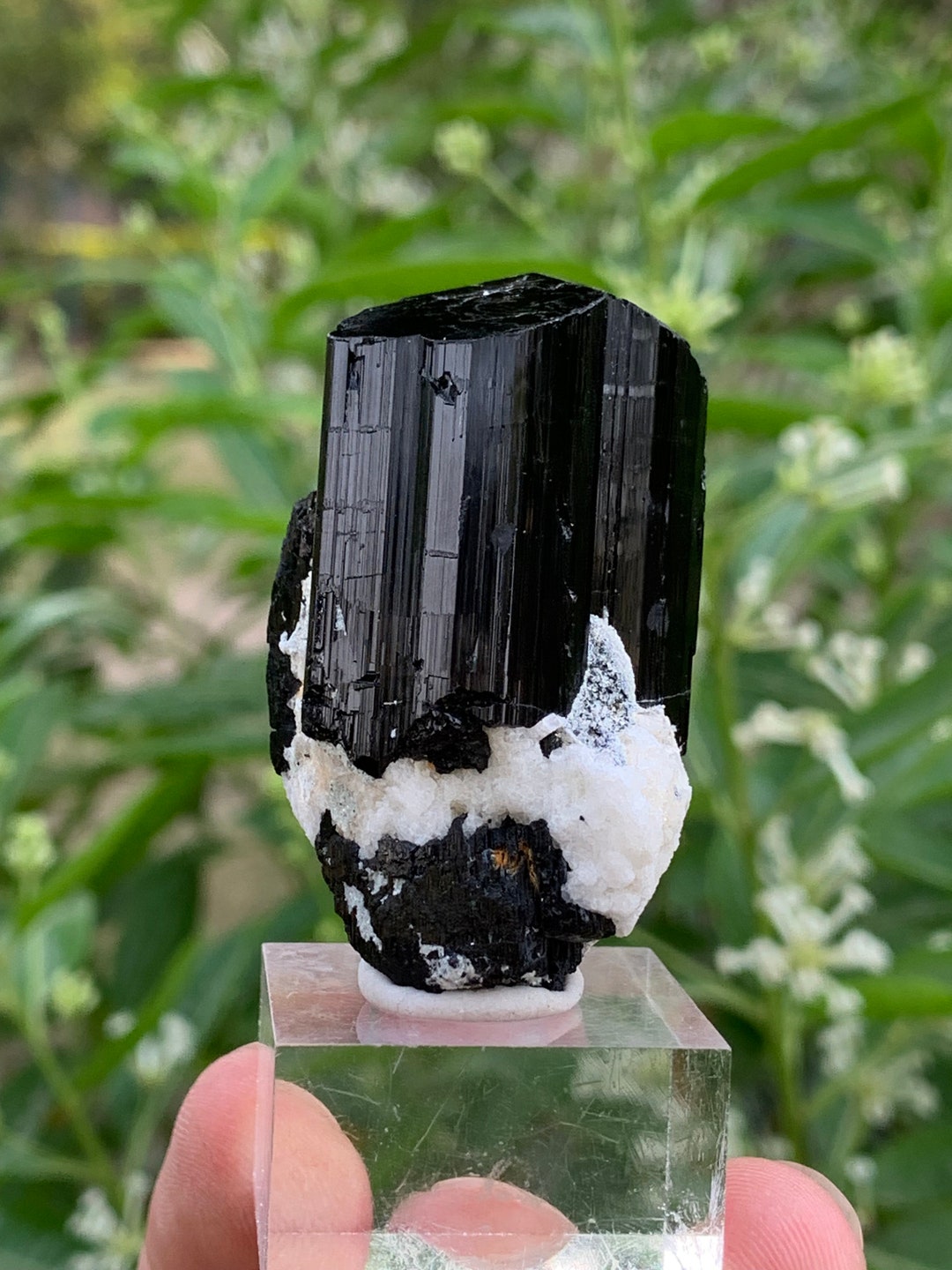 Schorl Var Black Tourmaline Terminated Crystal With Sharp Lustre ...