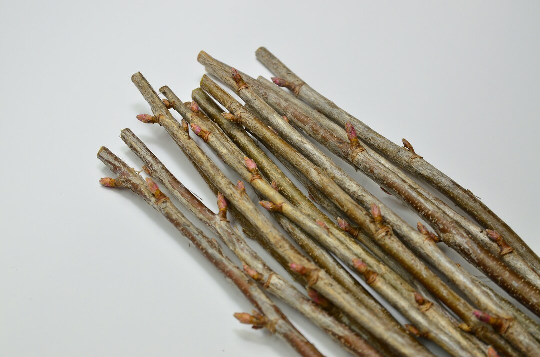 5+ Black Currant Cuttings for Propagation - Etsy