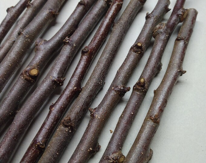 5+ Stanley Plum Tree Cuttings for Scion Wood / Propagation - Etsy