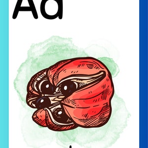 Caribbean Alphabet Flash Cards Pre-school Cards Educational Printable ...